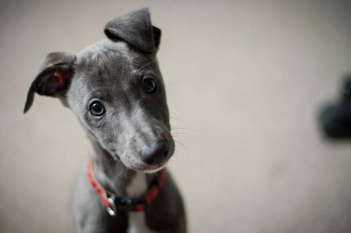 Top Tips for How to Bathe a Puppy at Home | Cooper & Gracie